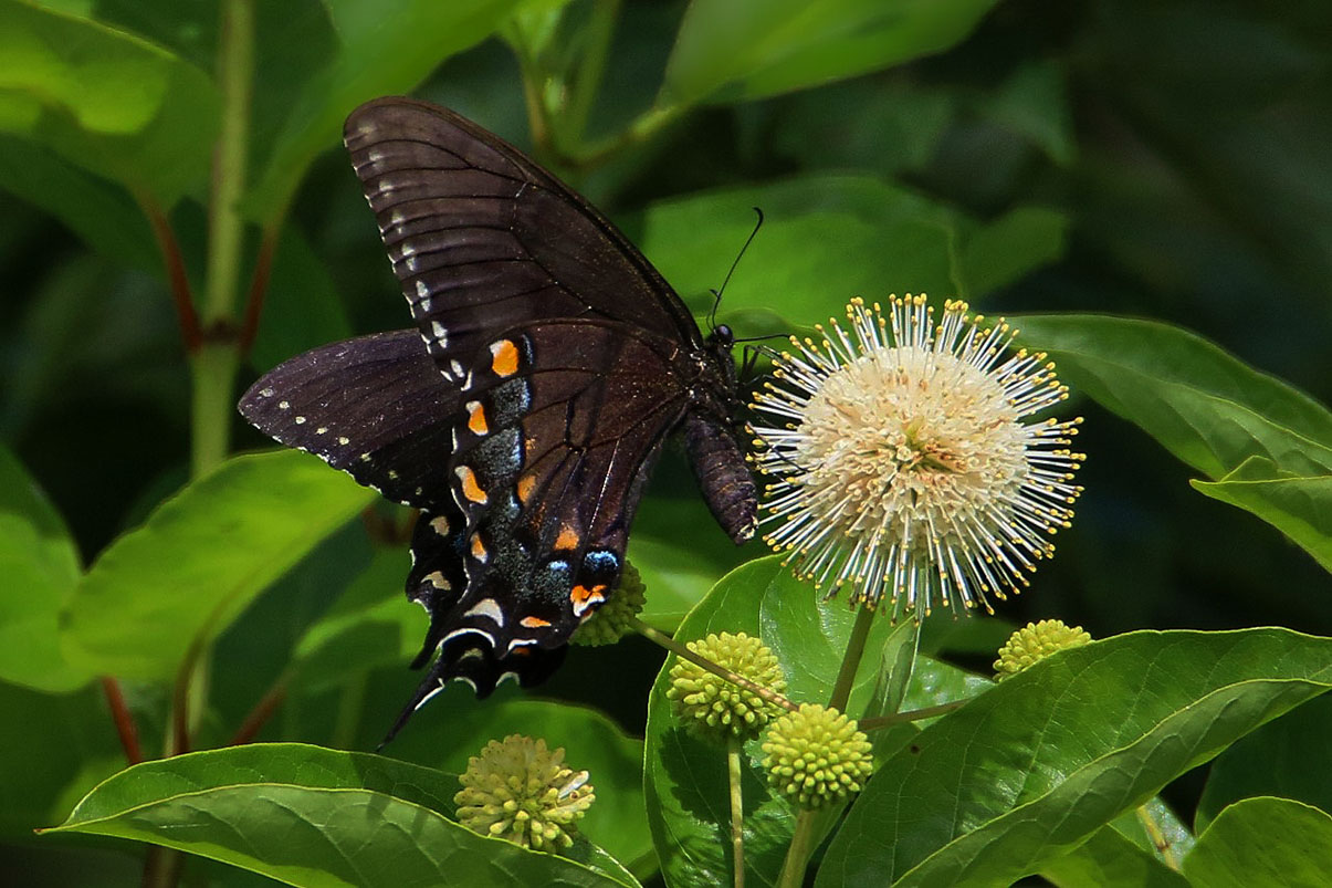 Dark Tiger Swallowtail Butterfly on Buttonbush | FWS.gov